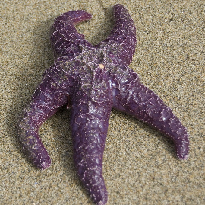Starfish Stories - Aug. 2015 - Pacific Beach United Methodist Church ...